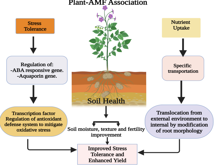 EMBRACING BIOLOGY IN POTATO SYSTEMS - British Potato