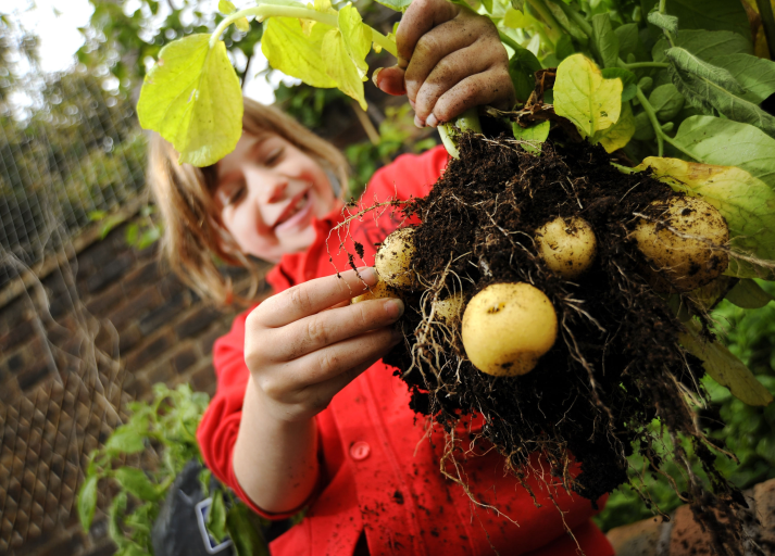 EDUCATIONAL POTATO PROJECT IS INVALUABLE, SAYS SUPPLIER - British Potato