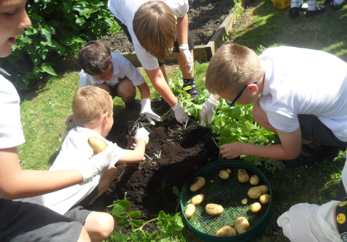 SCHOOLS URGED TO JOIN GROW-YOUR-OWN INITIATIVE FOR 2025 - British Potato