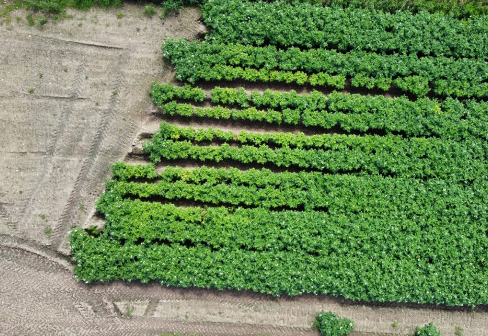 Interactive Potato Cyst Nematode tool launch - British Potato