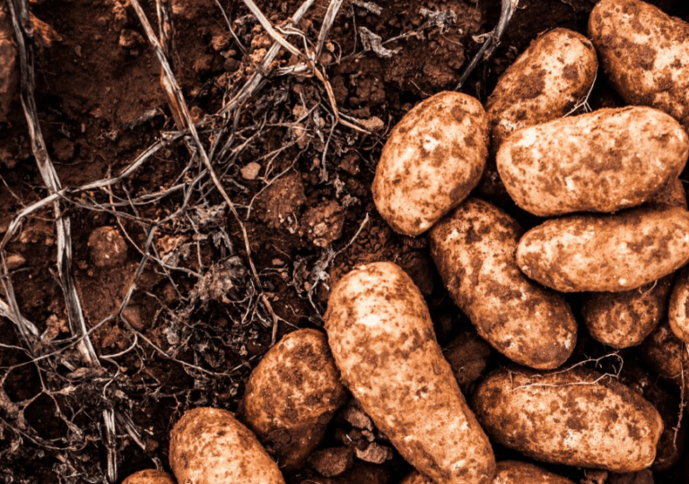 UPDATED SOIL MAP REVEALS NUTRIENT VARIATIONS IN REGIONAL POTATO FIELDS ...