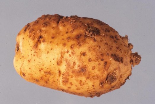 British Potato