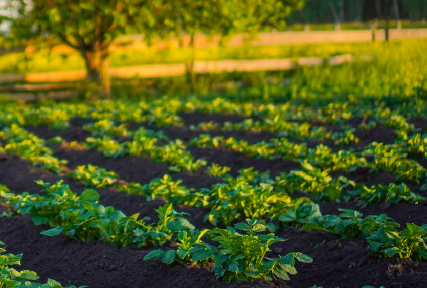 EXAMINING STAFFING AND PROFITABILITY WITHIN POTATO GROWING - British Potato