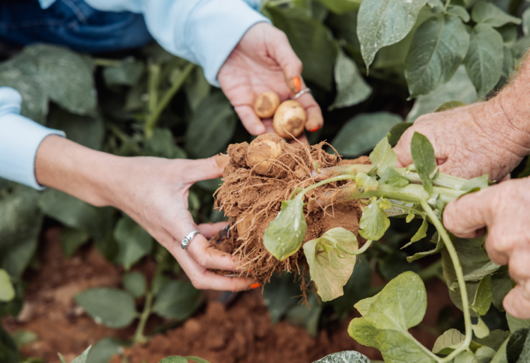 POTATO PROTEIN CROPS MAKE FIRST FIELD TRIP - British Potato