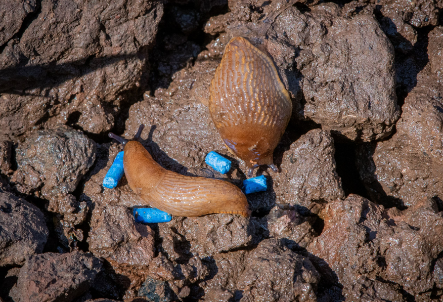 Slug strategies in the spotlight as slimy invader returns to potato ...