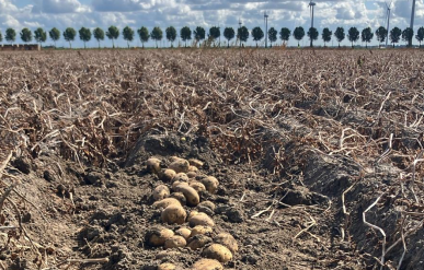 Potato Plantation
